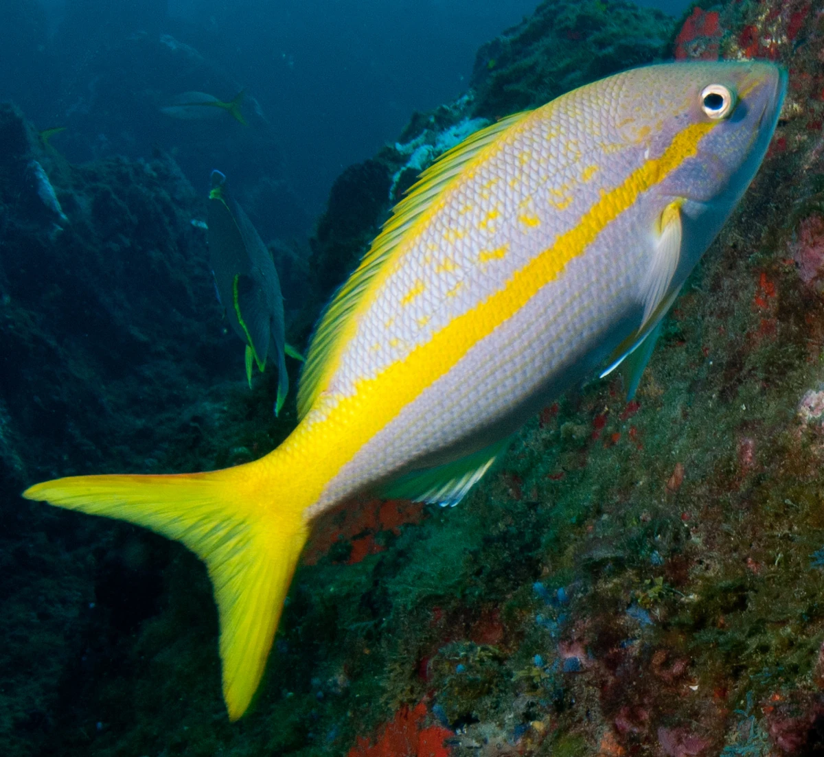 Yellowtail Snapper | Godzilla and friends Wiki | Fandom