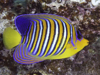 Royal Angelfish | Godzilla and friends Wiki | Fandom