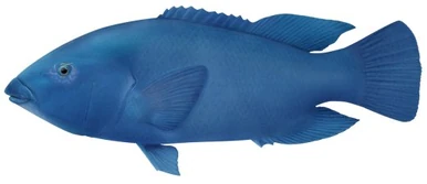 Blue Groper | Godzilla and friends Wiki | Fandom
