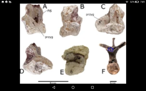 Paranthodon | Godzilla and friends Wiki | Fandom