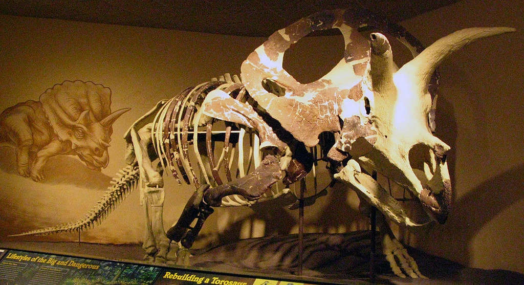 Torosaurus Skeleton