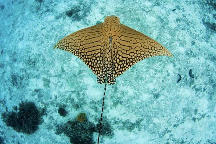 Ornate Eagle Ray | Godzilla and friends Wiki | Fandom