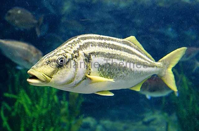 Striped Trumpeter | Godzilla and friends Wiki | Fandom