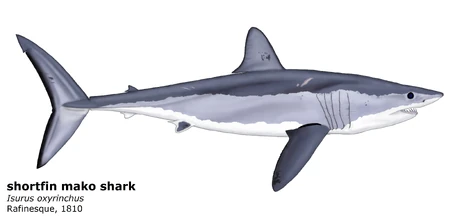 Shortfin Mako Shark | Godzilla and friends Wiki | Fandom