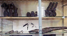 Loricatosaurus | Godzilla and friends Wiki | Fandom
