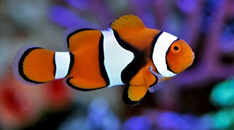 Percula Clownfish | Godzilla and friends Wiki | Fandom
