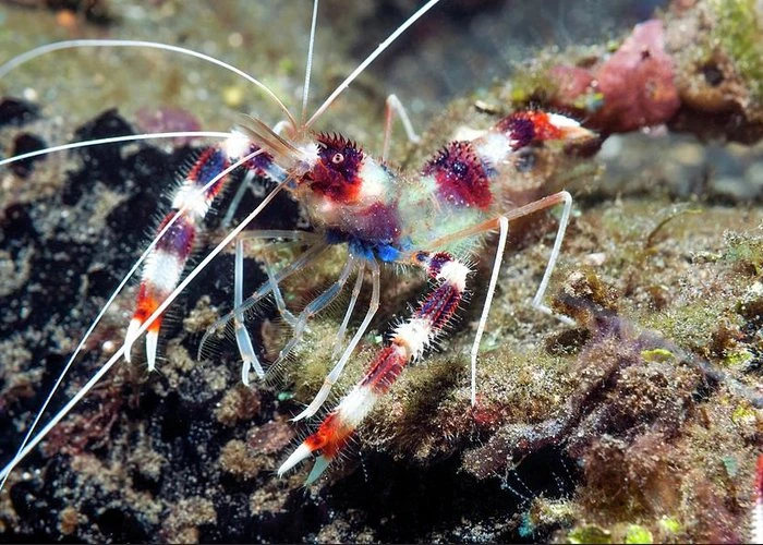 Banded Coral Shrimp | Godzilla and friends Wiki | Fandom