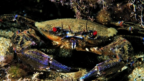Velvet Swimming Crab | Godzilla and friends Wiki | Fandom
