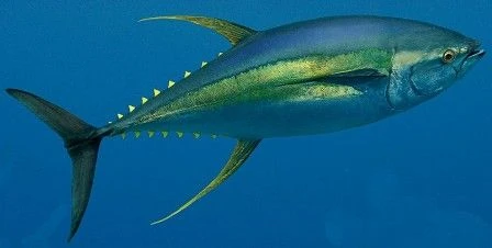 Yellowfin Tuna | Godzilla and friends Wiki | Fandom