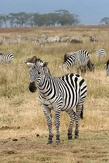 Zebra | Godzilla and friends Wiki | Fandom