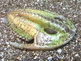 Trilobite | Godzilla and friends Wiki | Fandom