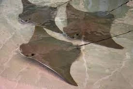 Cownose Ray | Godzilla and friends Wiki | Fandom