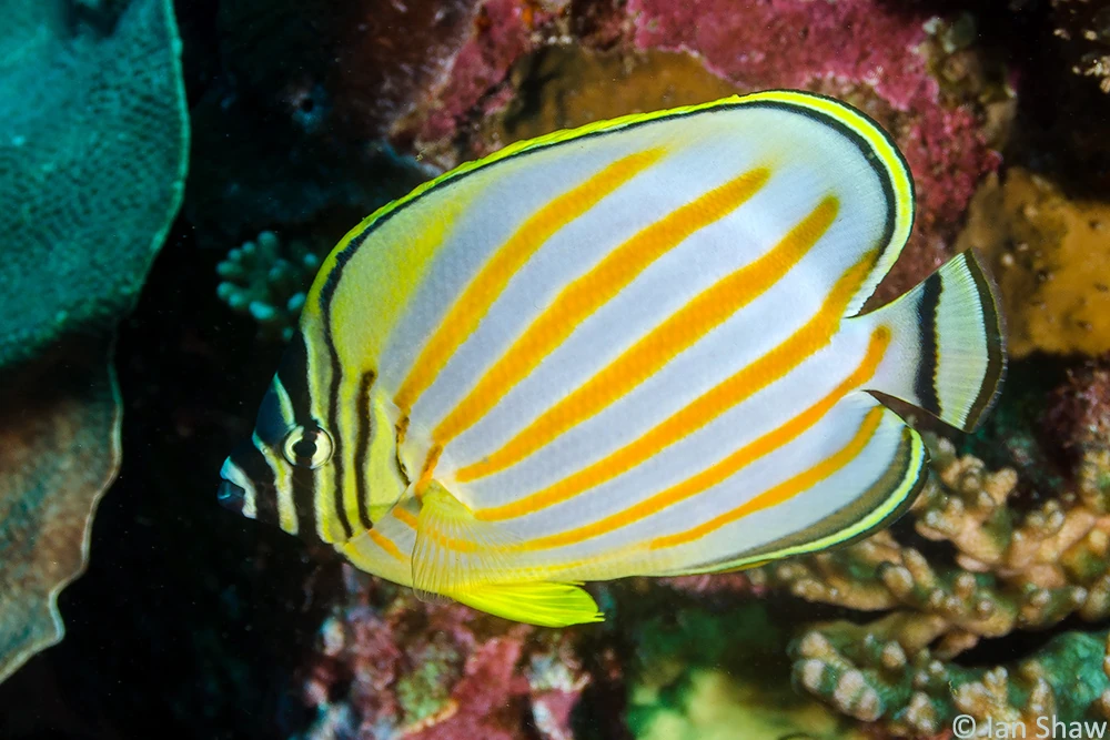 Ornate Butterflyfish | Godzilla and friends Wiki | Fandom