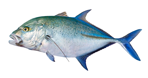 Bluefin Trevally | Godzilla and friends Wiki | Fandom