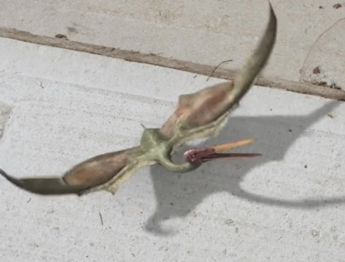 Pterodactylus | Godzilla and friends Wiki | Fandom