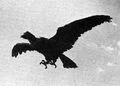 Giant Condor/Gallery | Godzilla Fan net. Wikia | Fandom
