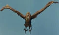 Giant Condor/Gallery | Godzilla Fan net. Wikia | Fandom