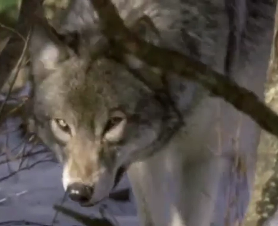 Cave Wolf | Godzilla: Kingdom of the Monsters Wiki | Fandom