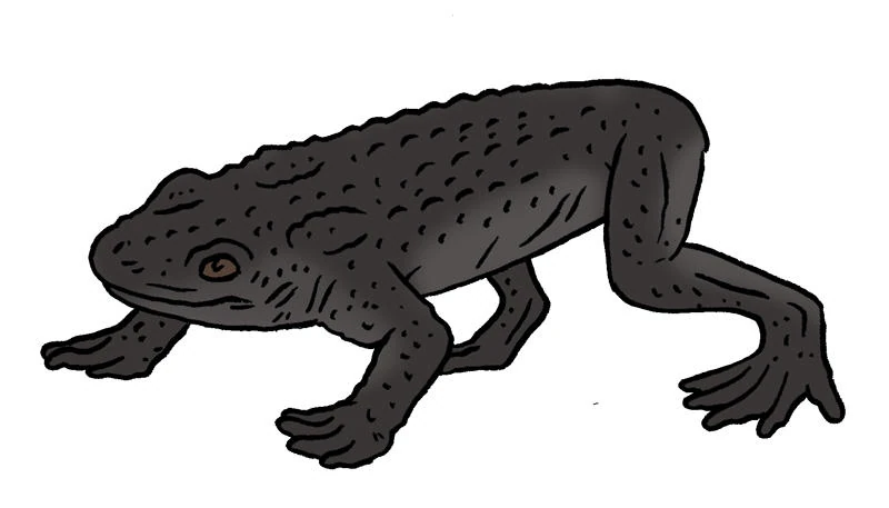 Mendoz Pebble Toad | Godzilla titan Wiki | Fandom