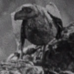 Scavenger Raven | Godzilla titan Wiki | Fandom