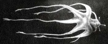 Dogora (1964 film)/Gallery | Gojipedia | Fandom