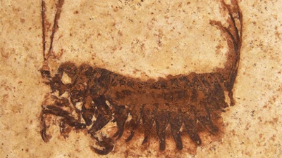 User blog:Praying Mantis Man/Real MUTOS Paleontology | Gojipedia | Fandom