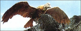 Giant Condor | Gojipedia | Fandom
