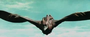 Rodan | Wiki Godzilla | Fandom