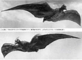 Rodan (1956 film)/Gallery | Gojipedia | Fandom