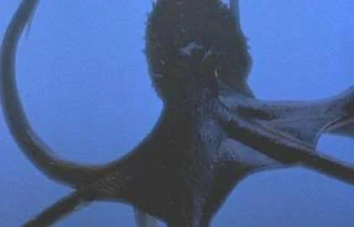 Gigantischer Oktopus | Godzilla-Wiki | Fandom