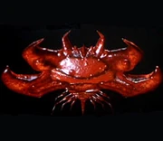 Destroyah | Godzilla Wiki | Fandom