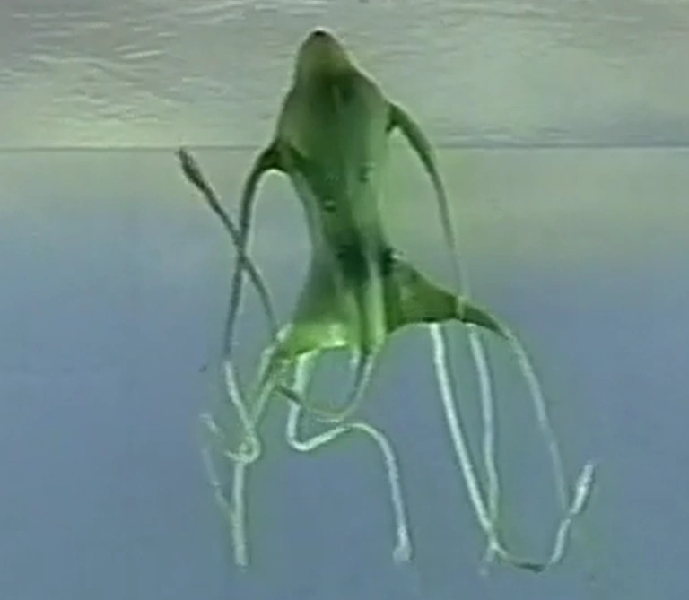 Dogora | Godzilla Monsters Wiki | Fandom