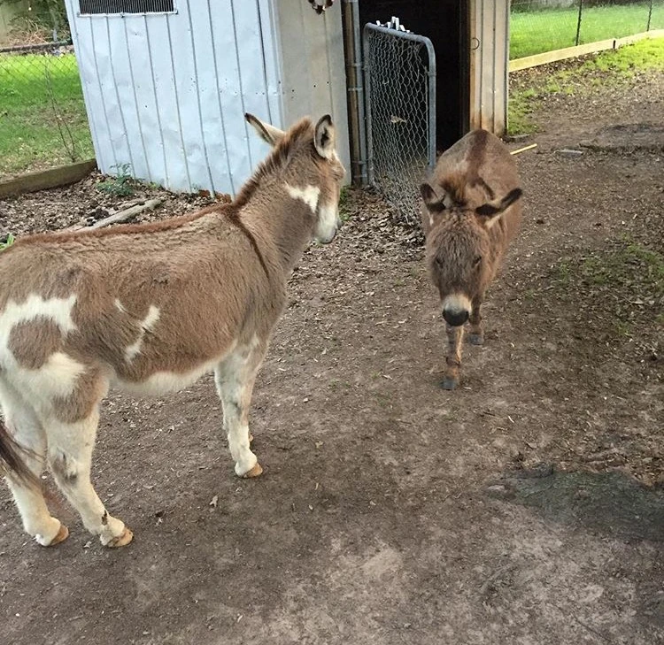 Two donkeys | Godzilla Monsters Wiki | Fandom