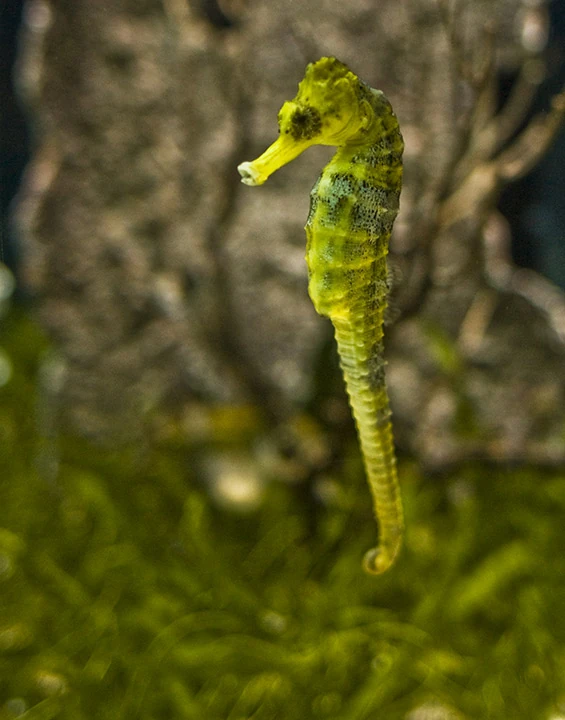 Hitodah | Godzilla Trilogy Wiki | Fandom