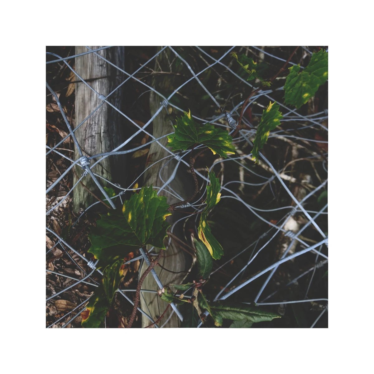 Disappear completely | ♥ GOJII ♥ Music Wiki | Fandom