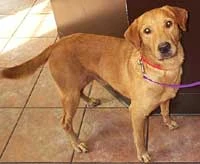 Goldador | Golden Retriever Wiki | Fandom