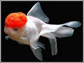 Oranda | eGoldfish | Fandom