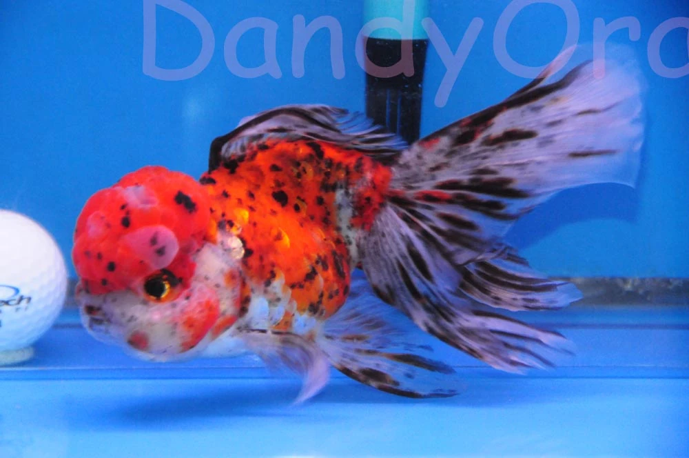 Oranda Goldfish Life Expectancy