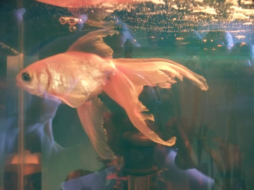 Fin rot | Goldfish Wiki | Fandom