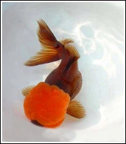 Oranda | eGoldfish | Fandom