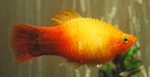 Droopsy | Goldfish Wiki | Fandom