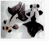 Panda moor goldfish | Goldfish Wiki | Fandom