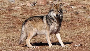 Mexican Wolfs | Gon Wiki | Fandom