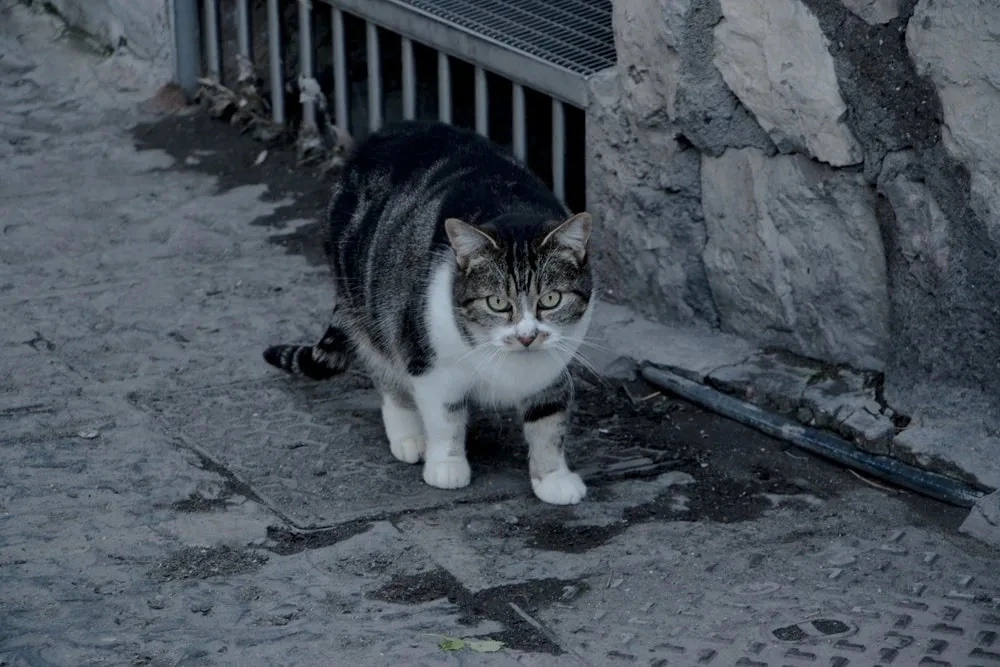 Patchka the Cat | Goncharov Wiki | Fandom