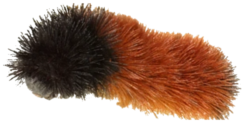 Gondal | Gondal Wiki | Fandom