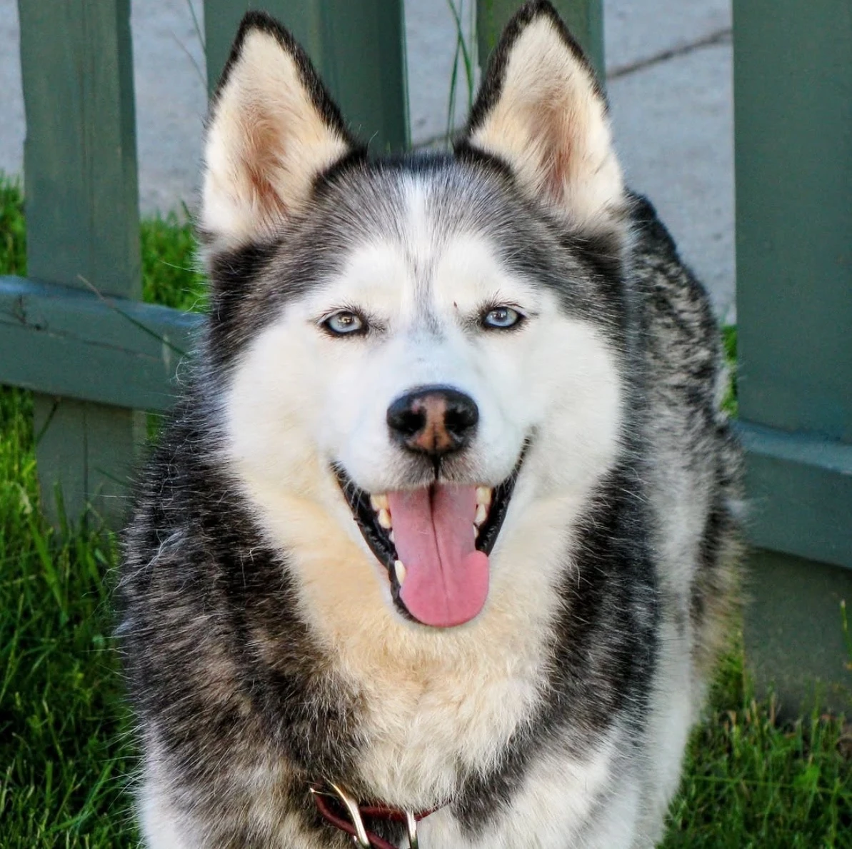 Shiloh | Gone to the Snow Dogs Wiki | Fandom