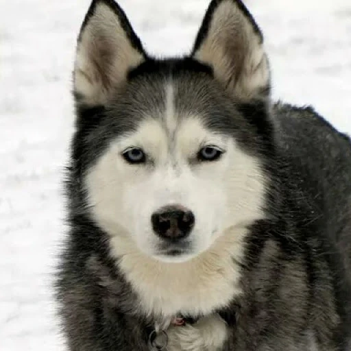 Shiloh | Gone to the Snow Dogs Wiki | Fandom