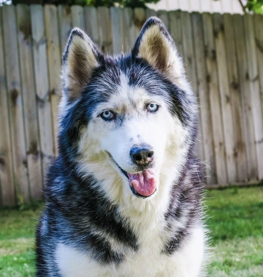 Oakley | Gone to the Snow Dogs Wiki | Fandom