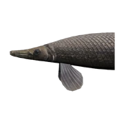 Species | Gone Fishing Wiki | Fandom