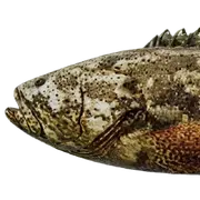 Species | Gone Fishing Wiki | Fandom